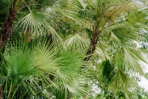 9 Small Types of Palm Trees (with Growing Info) - Plantglossary