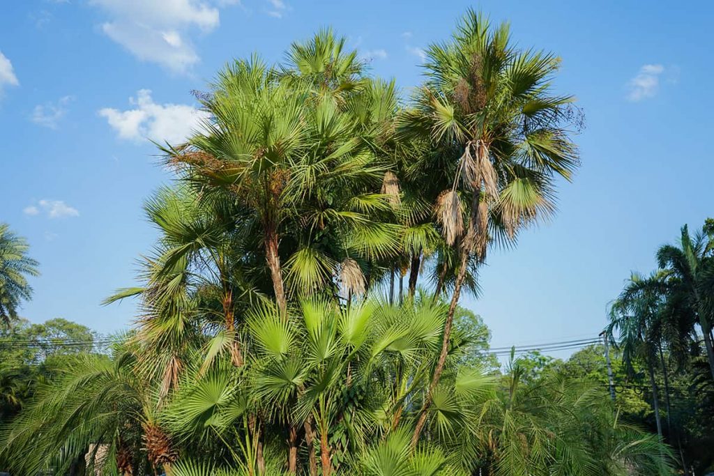 How Big is a Palm Tree? - Plantglossary