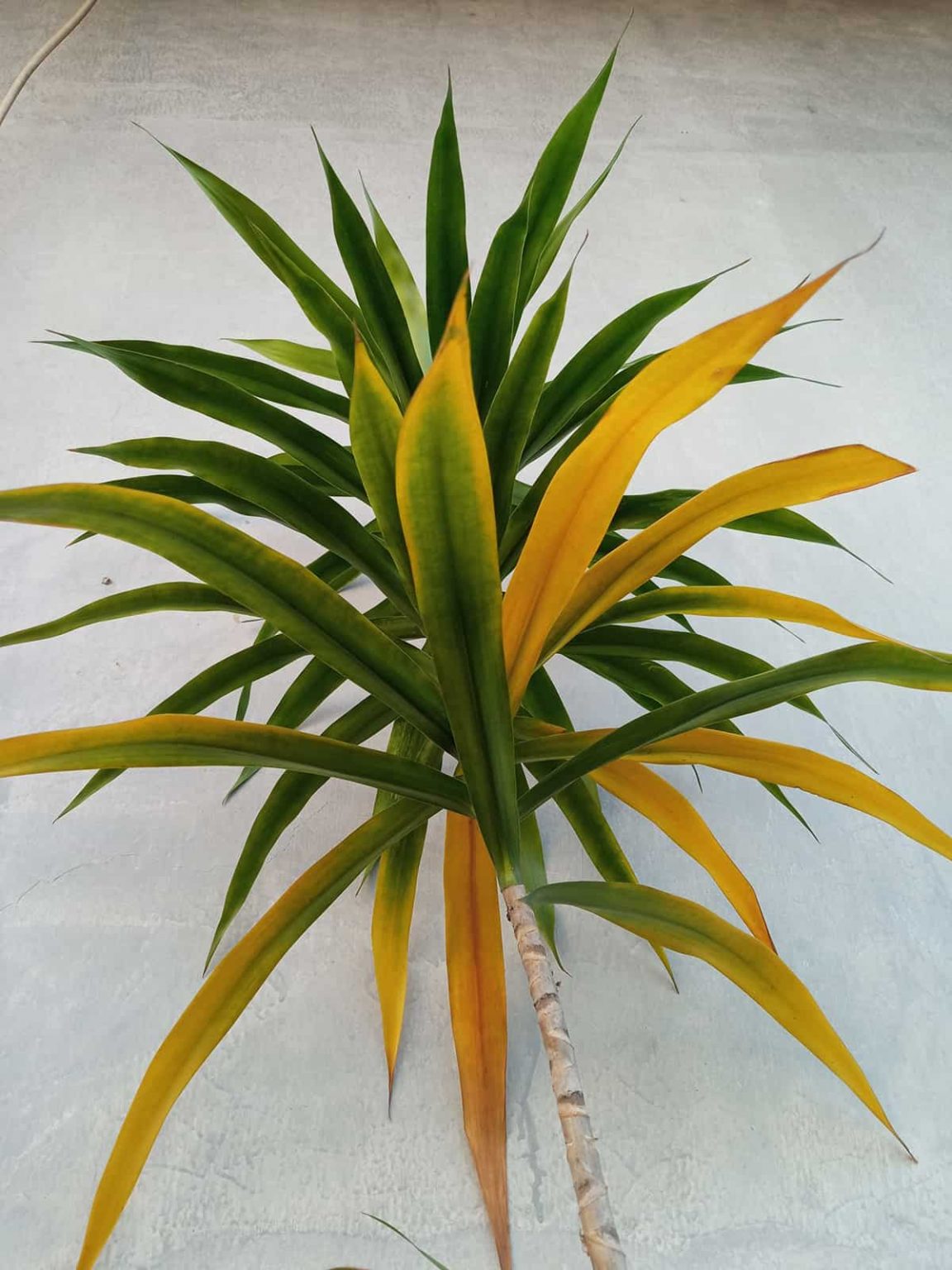 Common Palm Tree Diseases – Identifying & Solutions - Plantglossary