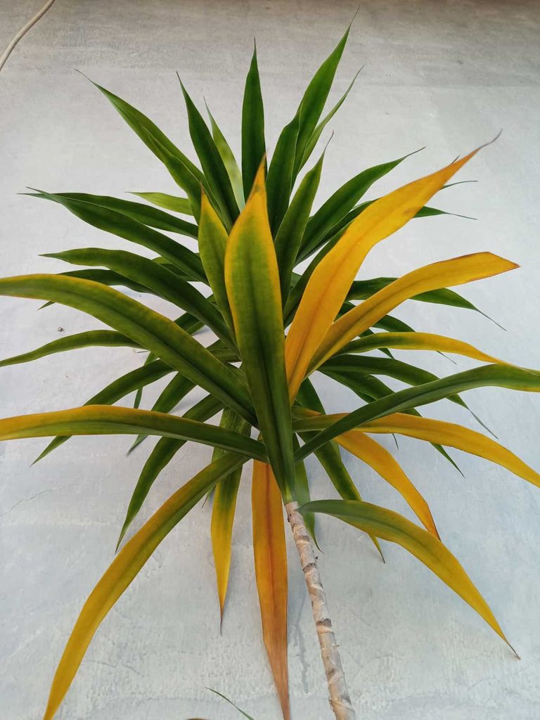 Common Palm Tree Diseases – Identifying & Solutions - Plantglossary