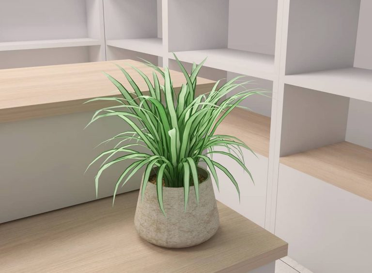 18 Different Types of Ferns (with Pictures) - Plantglossary