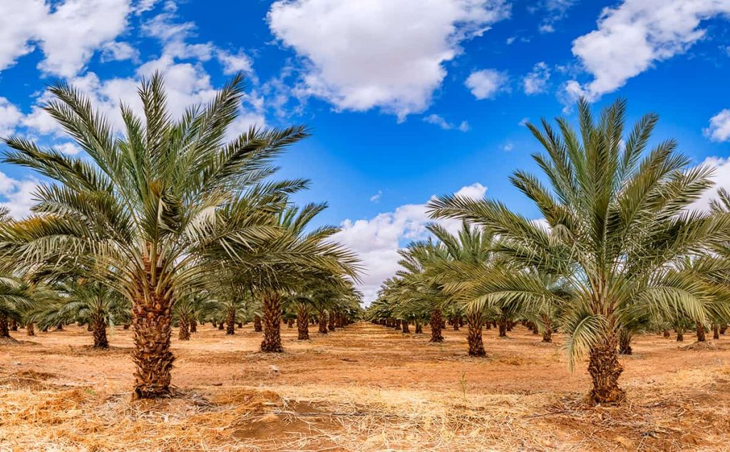How to Grow and Care For a Date Palm Tree - Plantglossary