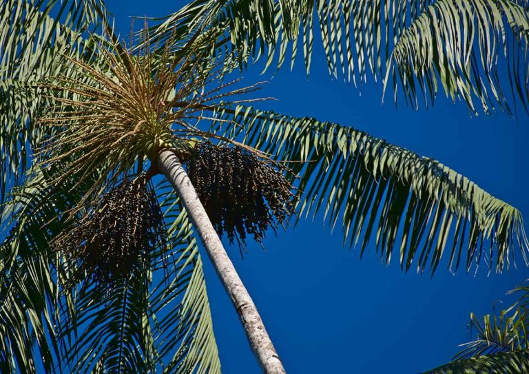 How to Grow and Care For Acai Palm Tree - Plantglossary
