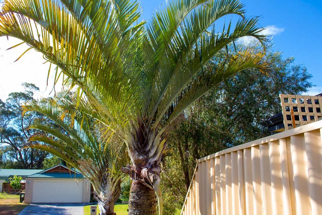 How Big is a Palm Tree? - Plantglossary