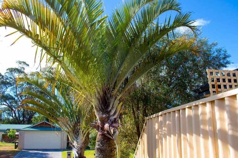 How Big is a Palm Tree? - Plantglossary
