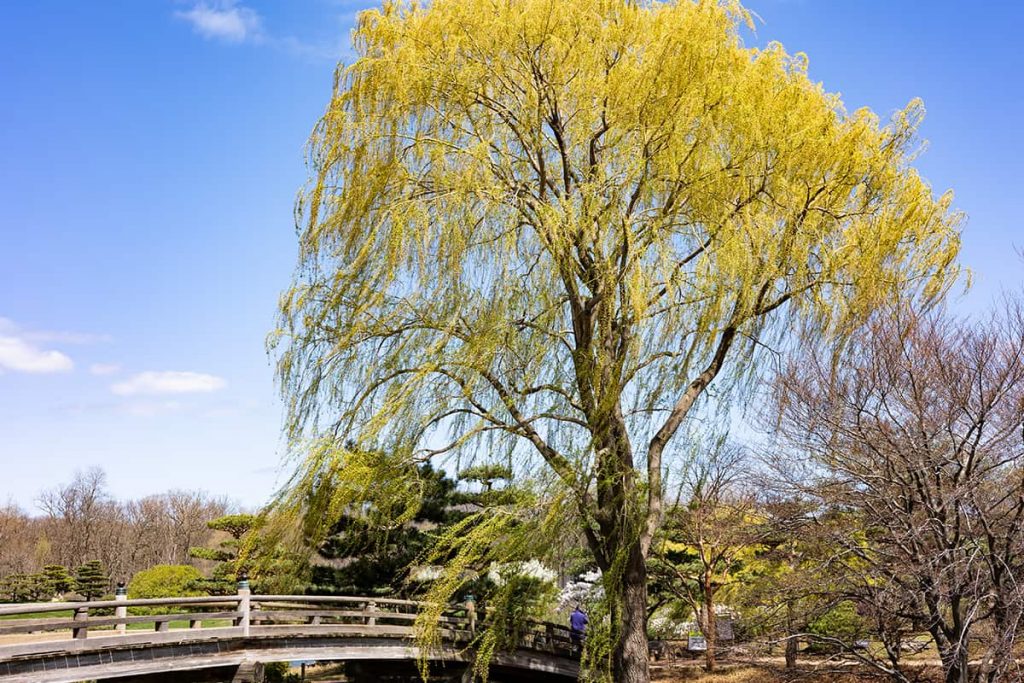 5 Plants that Can Withstand Heavy Rain - Plantglossary