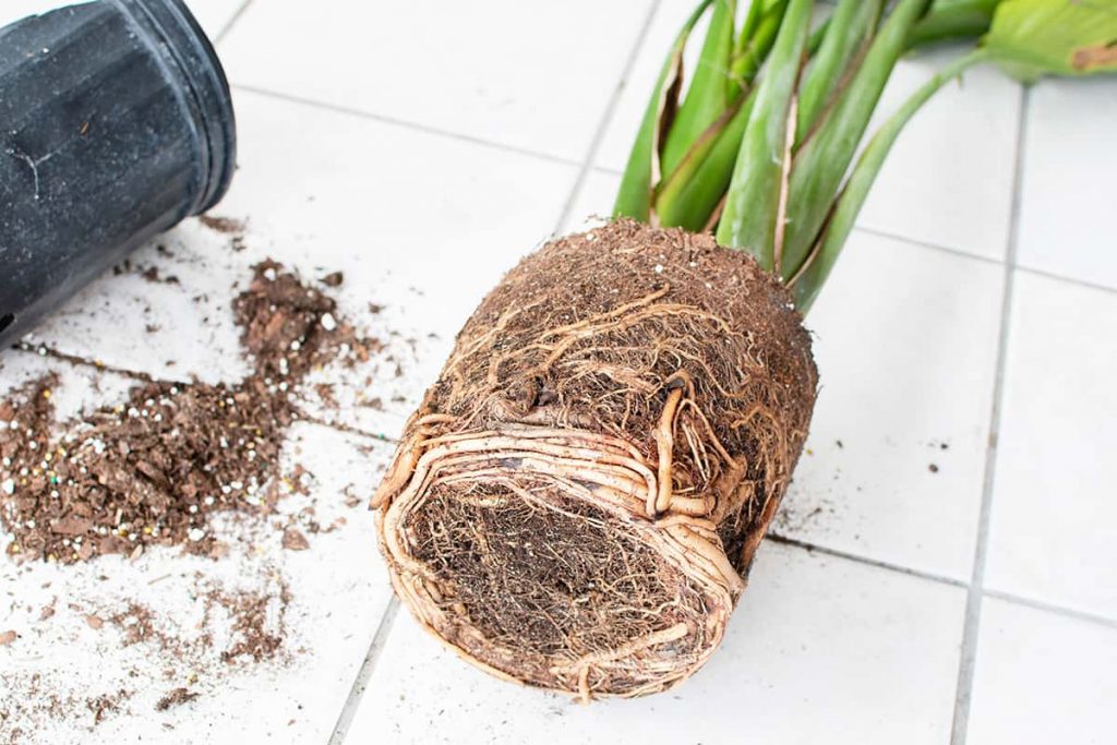5 Plants that Like to Be Root Bound - Plantglossary