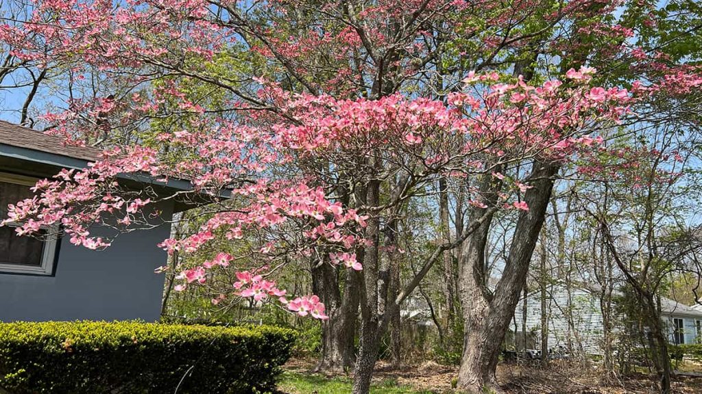 Pink Dogwood Tree – Origins, Types and Care - Plantglossary