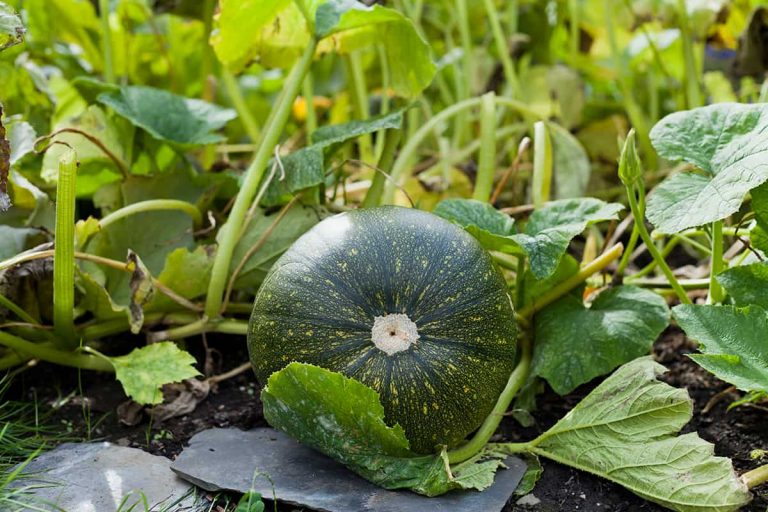 How to Water Pumpkins (and How Much) - Plantglossary