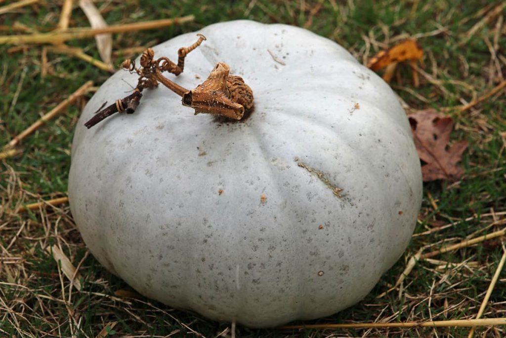 13 Unusual Pumpkin Varieties - Plantglossary