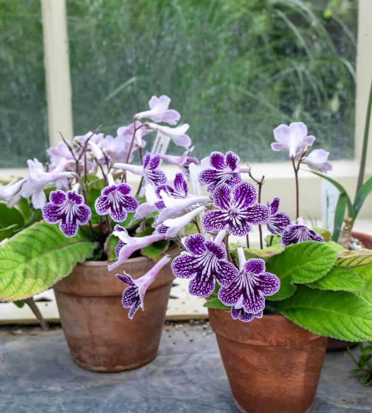 15 Indoor Plants that Grow from Leaves - Plantglossary