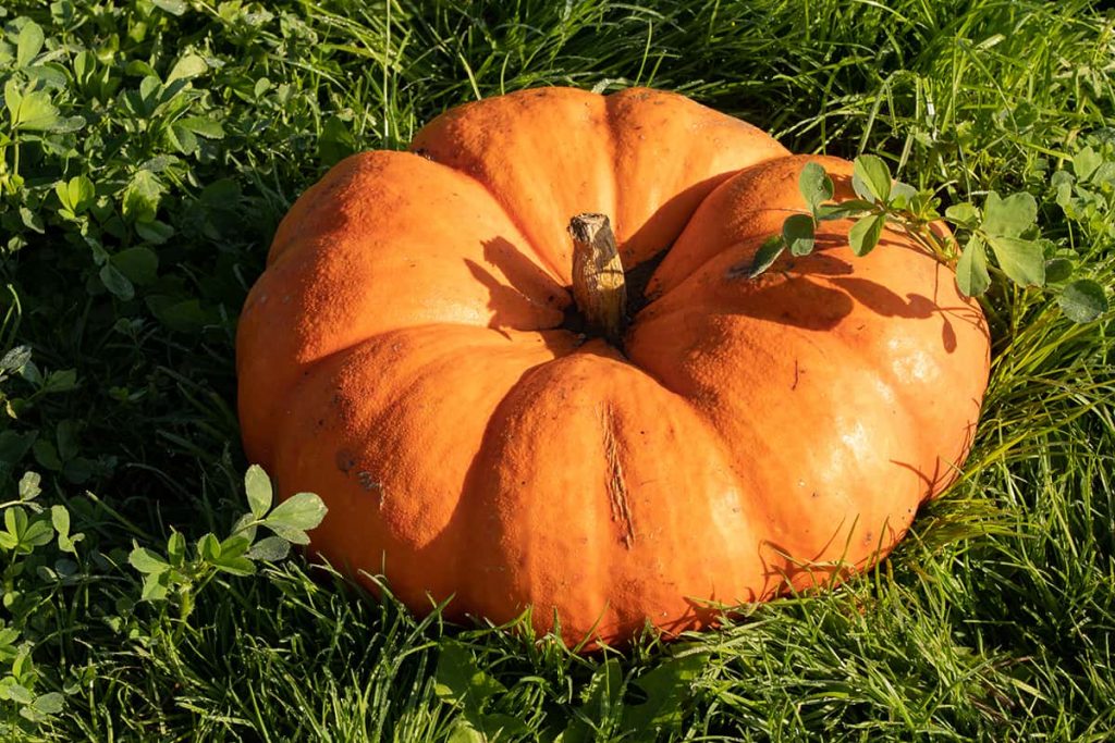 13 Unusual Pumpkin Varieties - Plantglossary