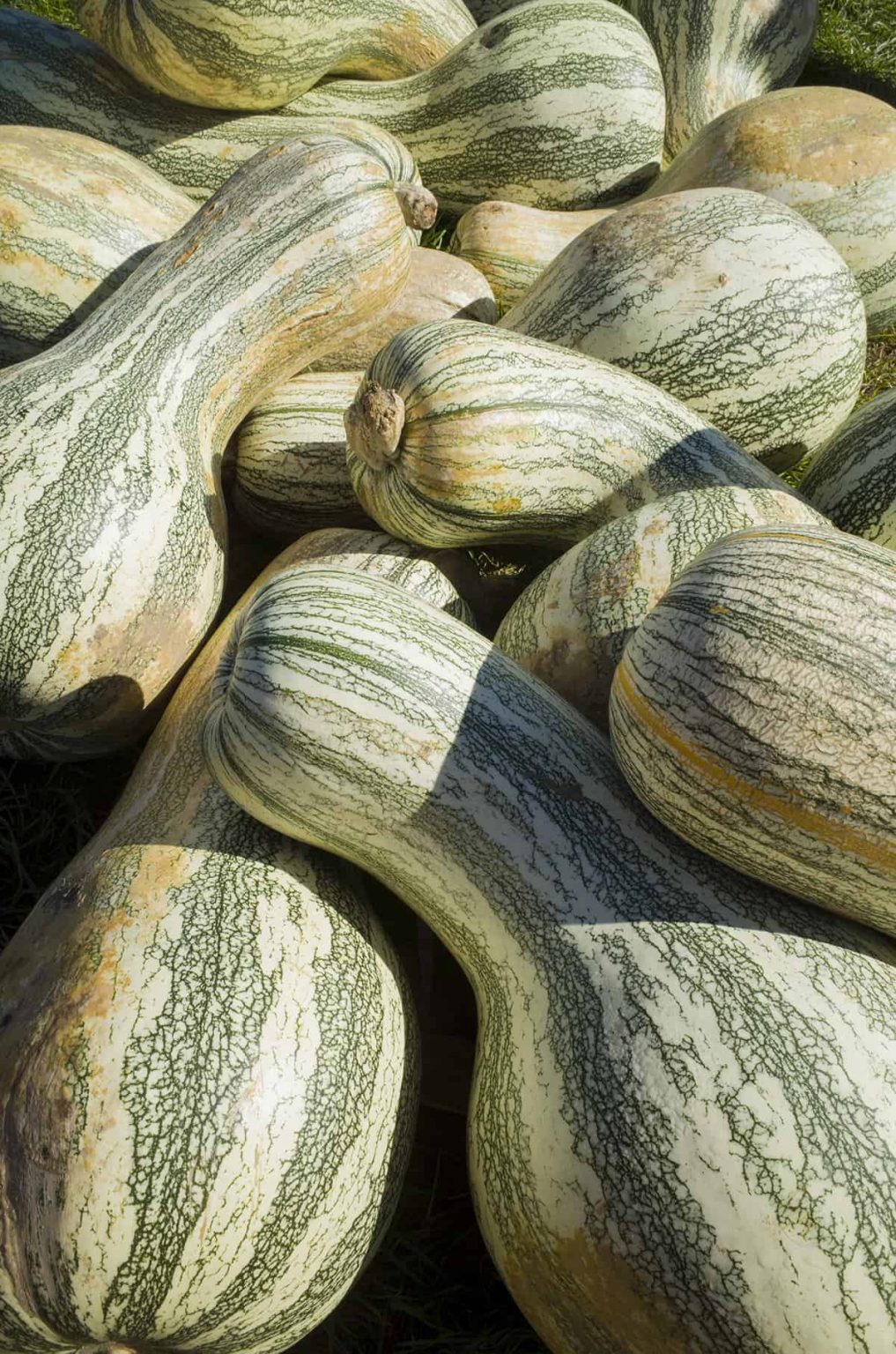13 Unusual Pumpkin Varieties - Plantglossary