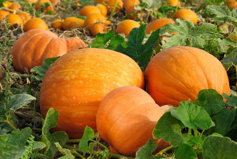 Are Pumpkins Sun or Shade? - Plantglossary