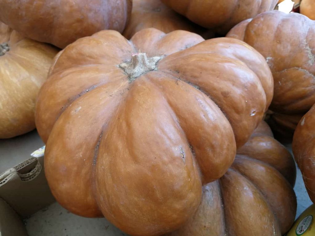 13 Unusual Pumpkin Varieties - Plantglossary