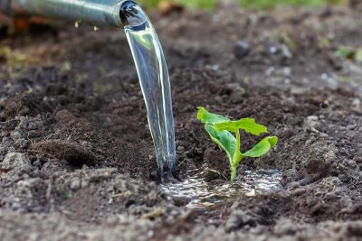 How to Water Pumpkins (and How Much) - Plantglossary