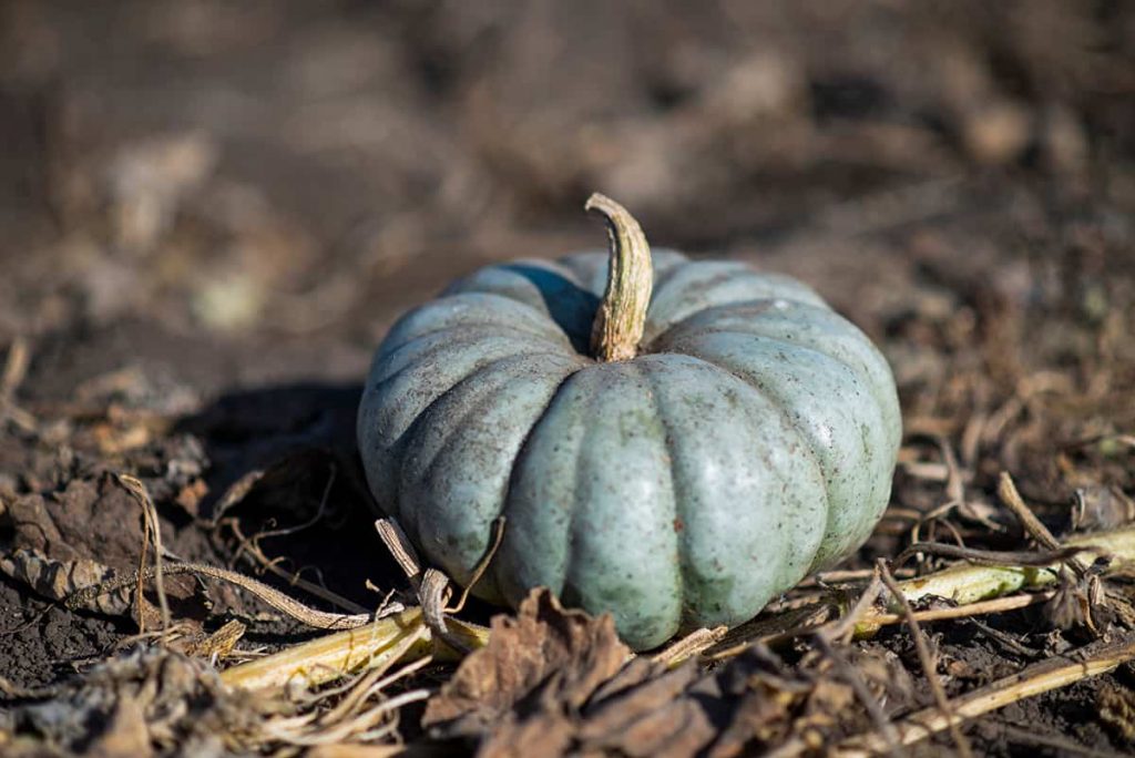 13 Unusual Pumpkin Varieties - Plantglossary