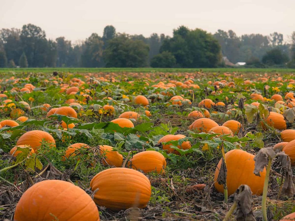 What Is a Pumpkin Patch? - Plantglossary