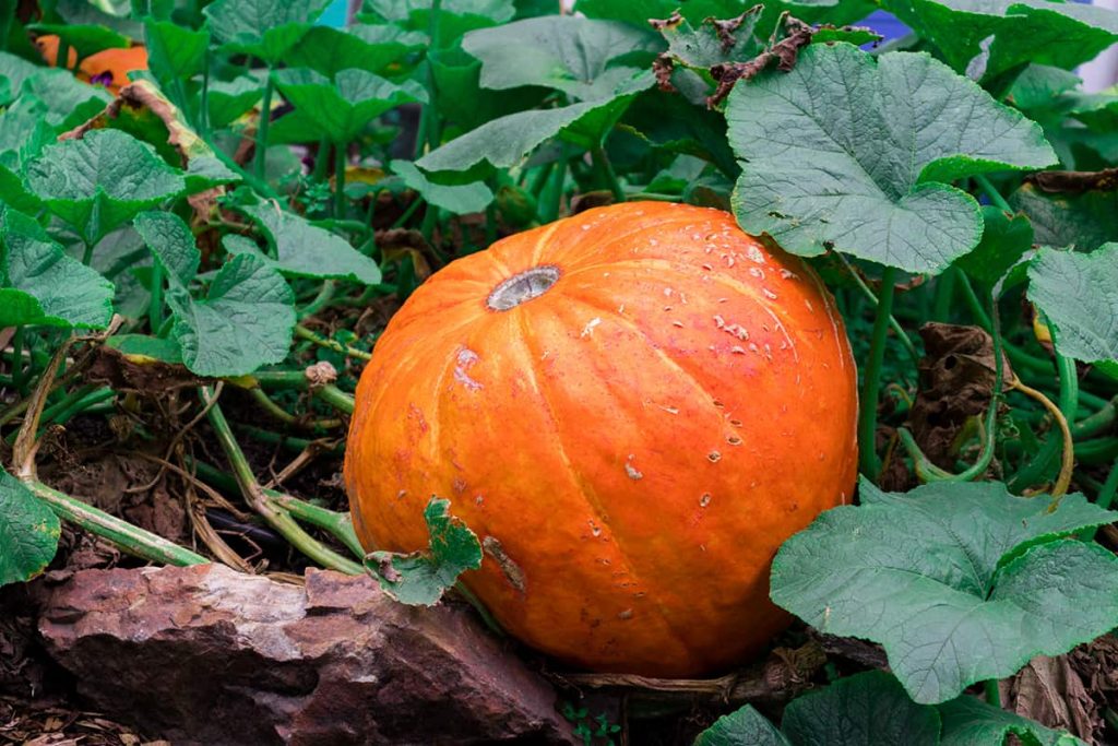 13 Unusual Pumpkin Varieties - Plantglossary