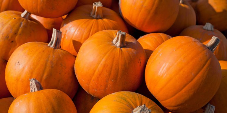 How Many Pumpkins per Plant? - Plantglossary