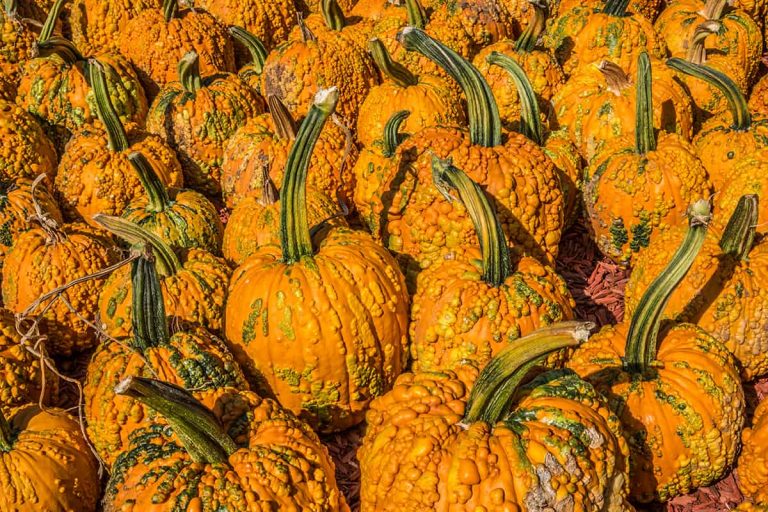 13 Unusual Pumpkin Varieties - Plantglossary