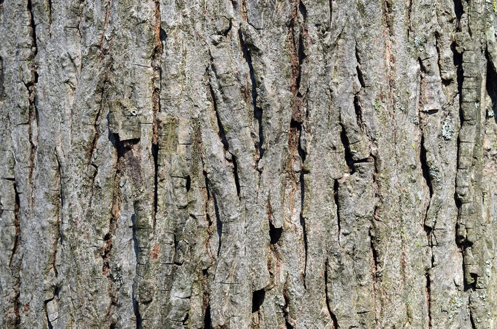 Hickory Trees – Types, Identification, Care & Facts - Plantglossary