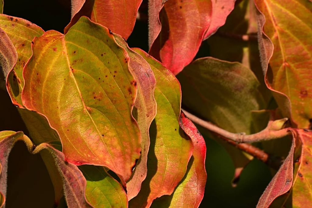 Dogwood Leaves Curling – Causes and Solutions - Plantglossary