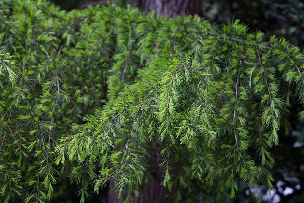 6 Types of Cedar Trees – Exploring Species and Characteristics ...