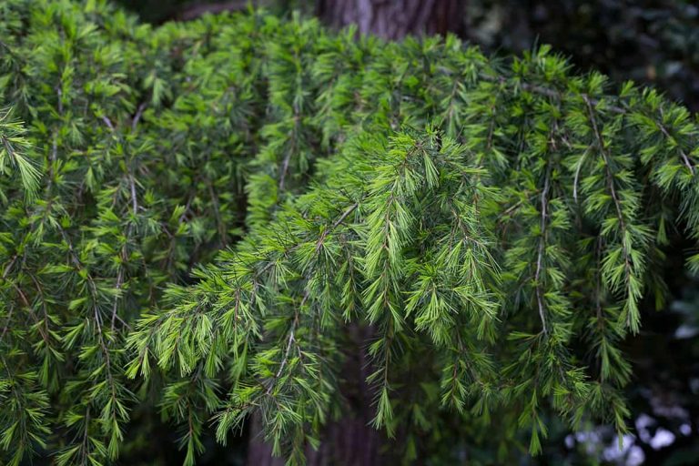 6 Types of Cedar Trees – Exploring Species and Characteristics ...