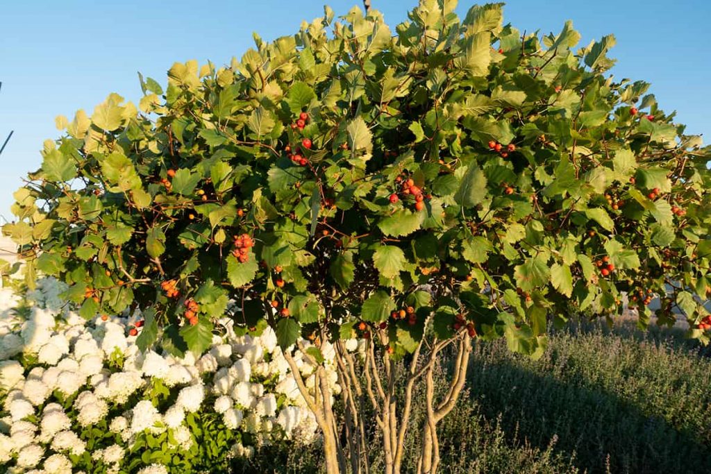 What Are the Types of Trees with Thorns? - Plantglossary