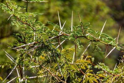 What Are the Types of Trees with Thorns? - Plantglossary