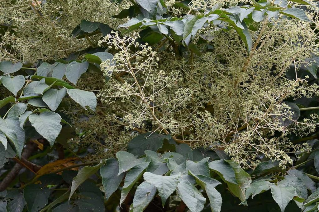 What Are the Types of Trees with Thorns? (12 Plants Explored ...