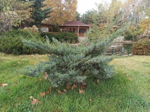 6 Types of Cedar Trees – Exploring Species and Characteristics ...