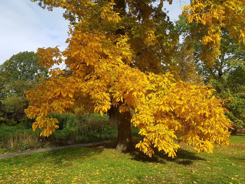 Hickory Trees – Types, Identification, Care & Facts - Plantglossary