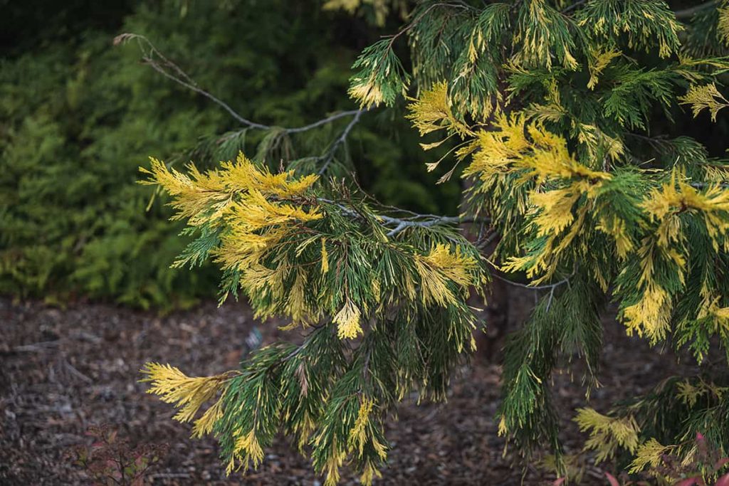 6 Types of Cedar Trees – Exploring Species and Characteristics ...