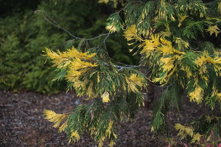 6 Types of Cedar Trees – Exploring Species and Characteristics ...