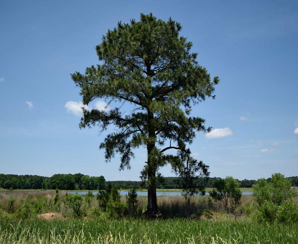 How Tall Do Pine Trees Get? - Plantglossary