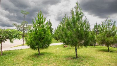 How Tall Do Pine Trees Get? - Plantglossary