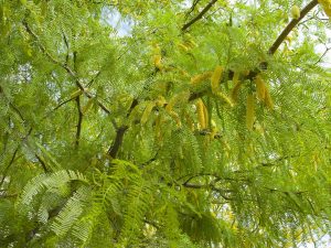 What Are the Types of Trees with Thorns? - Plantglossary