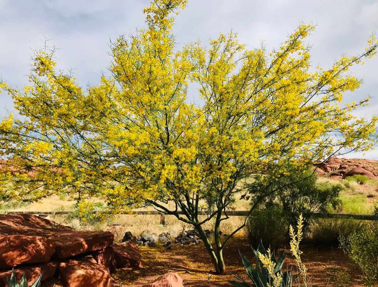 What Are the Types of Trees with Thorns? - Plantglossary