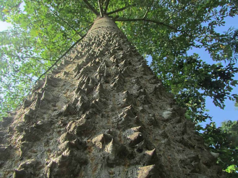 What Are the Types of Trees with Thorns? - Plantglossary