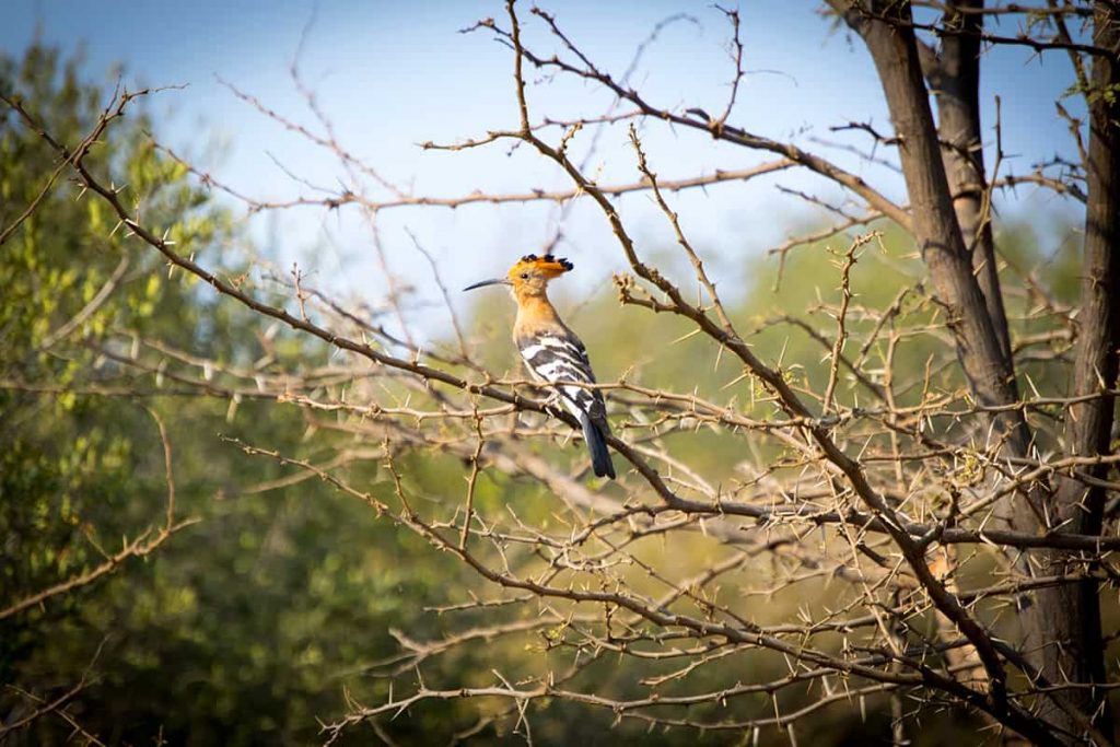 What Are the Types of Trees with Thorns? (12 Plants Explored ...