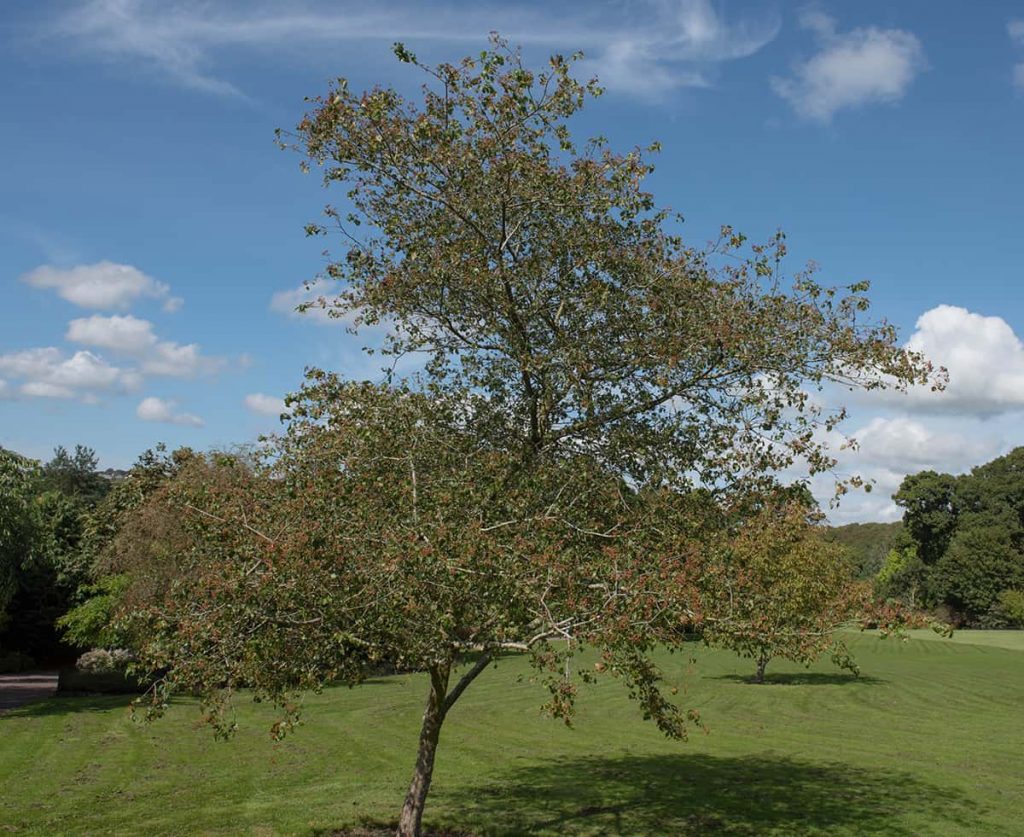 What Are the Types of Trees with Thorns? - Plantglossary