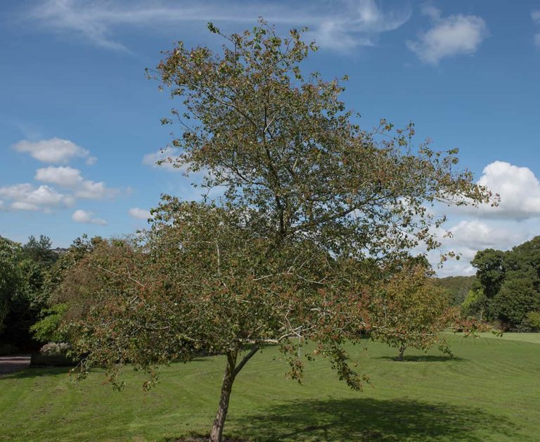 What Are the Types of Trees with Thorns? - Plantglossary