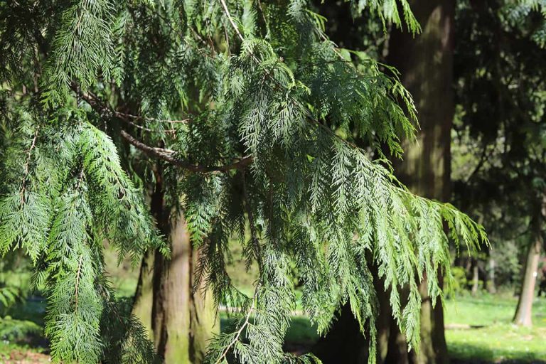 6 Types of Cedar Trees – Exploring Species and Characteristics ...