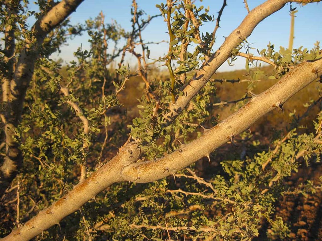 What Are the Types of Trees with Thorns? - Plantglossary