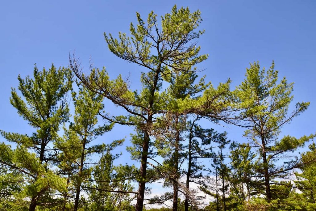 How Tall Do Pine Trees Get? - Plantglossary