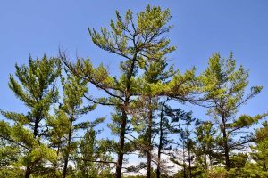 How Tall Do Pine Trees Get? - Plantglossary
