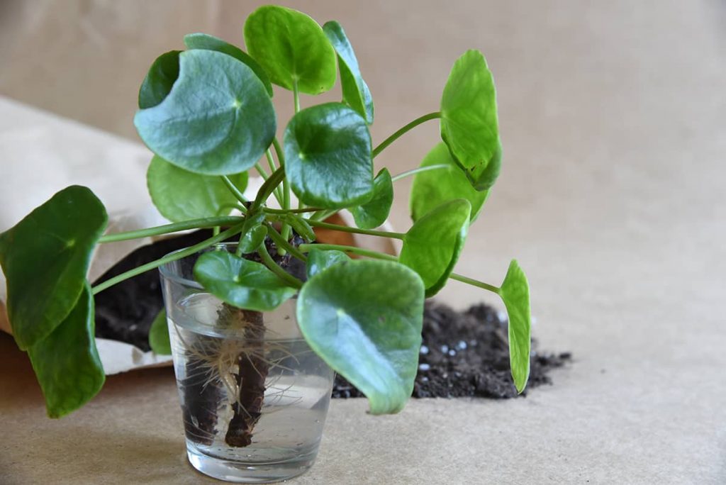16 Houseplants You Can Grow in Water - Plantglossary