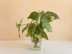 16 Houseplants You Can Grow in Water - Plantglossary